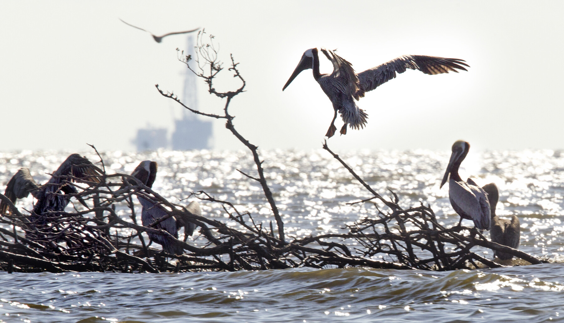 A Photojournalist's Eye: Taking Photos to Accompany Science Stories ...