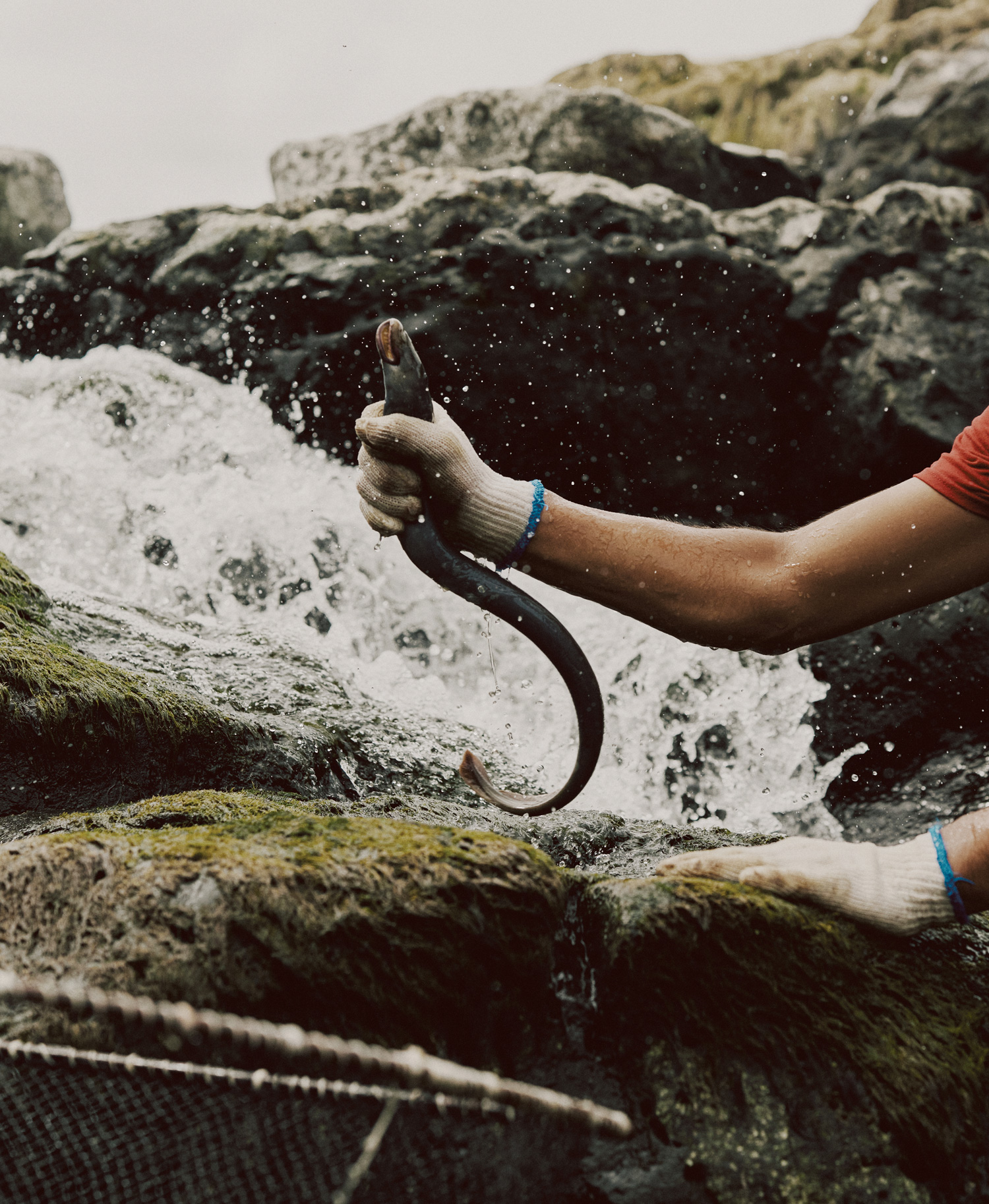 Storygram: B. "Toastie" Oaster's “Pacific Lamprey’s Ancient Agreement ...