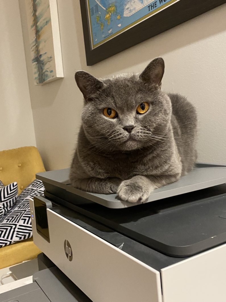 A Day in the Life of Amy Nordrum - The Open Notebook